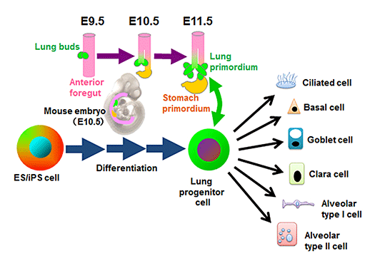 Stem Cell Technologies | NAIST-BS